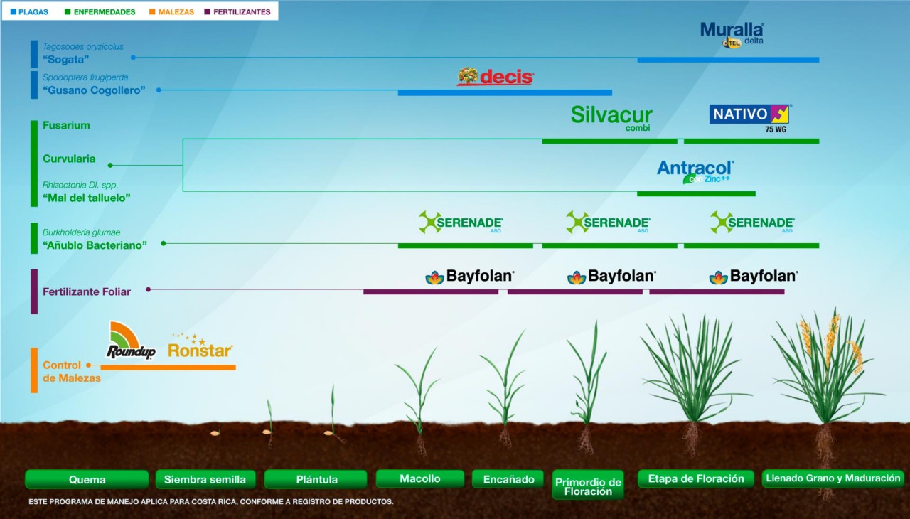 Cultivo de Arroz en Costa Rica | Agro Bayer Costa Rica